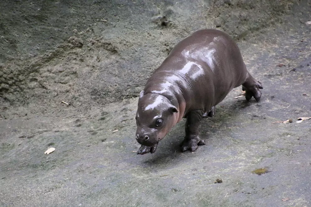 Dizze Baby Pygmy Hippo is it leukste ding op planeet ierde (gjin argumint asjebleaft)