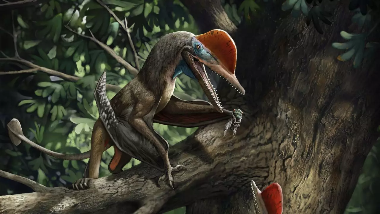 ပုဏ္ဏားဗေဒပညာရှင်များက ဆန့်ကျင်နိုင်သော လက်မရှိသော Pterosaur 'Monkeydactyl' ကိုဖော်ပြသည်