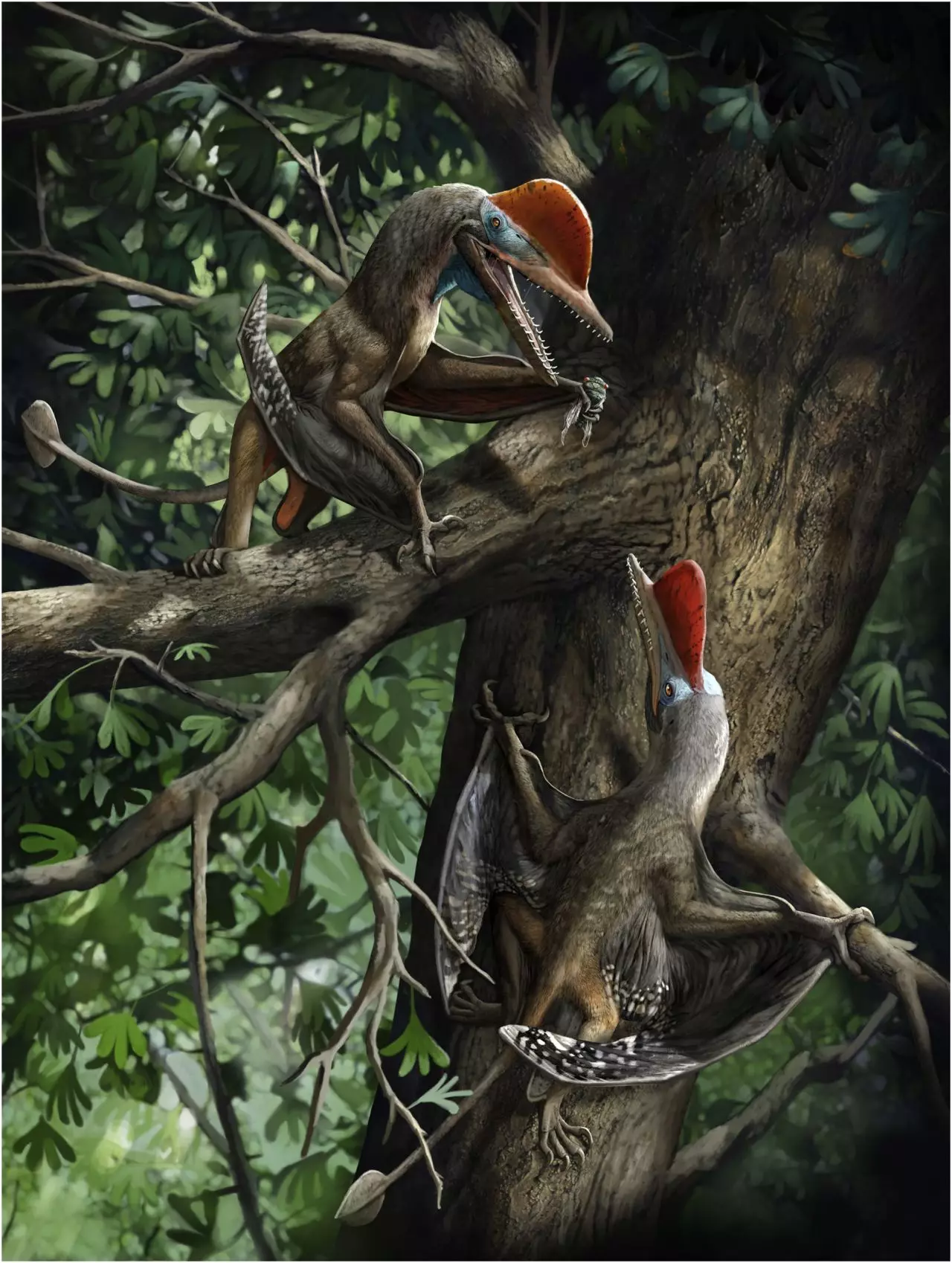 Paleontologen beschrijven 'Monkeydactyl', een pterosauriër die mogelijk een opponeerbare duim had