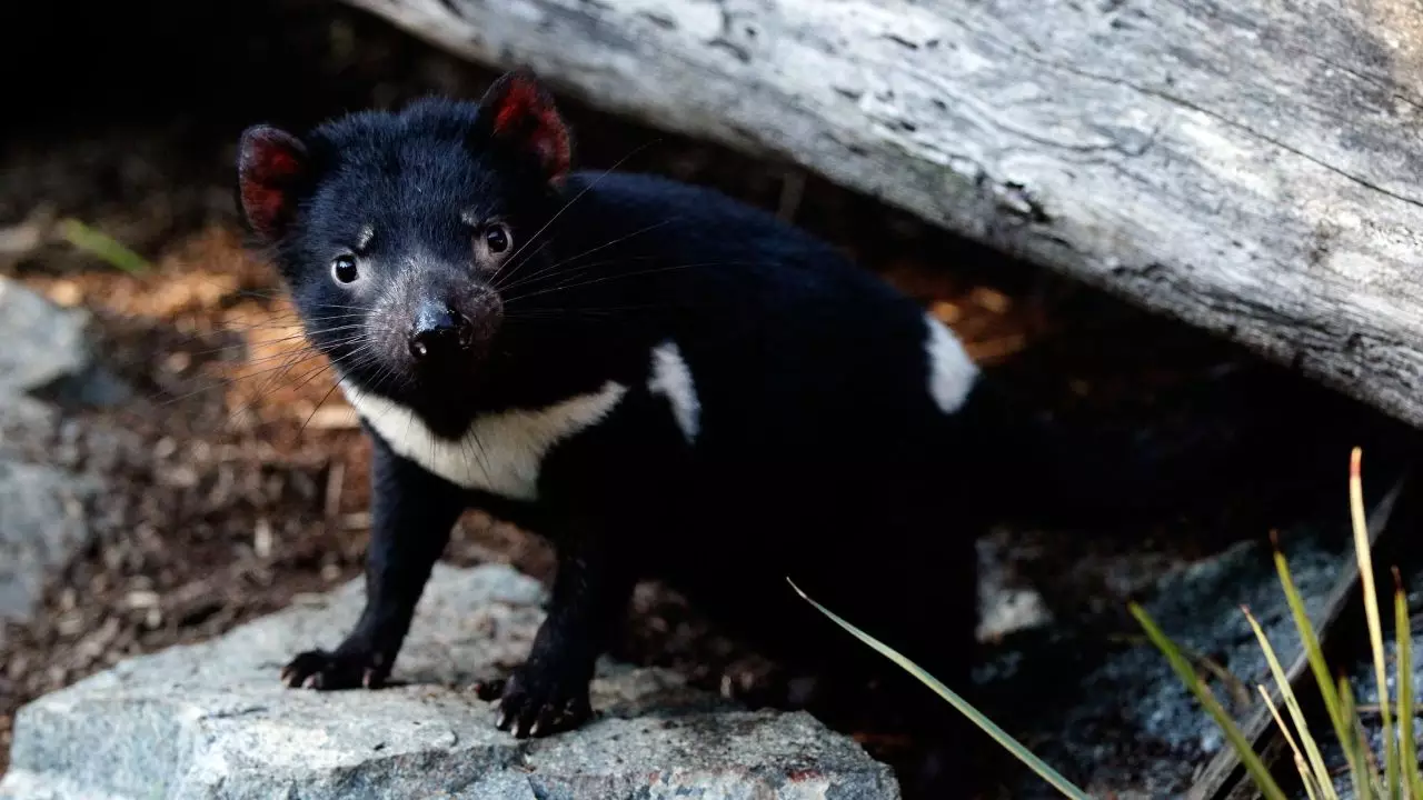 Conservation Project Goes Awry kiam tasmaniaj diabloj komencas mortigi pingvenojn