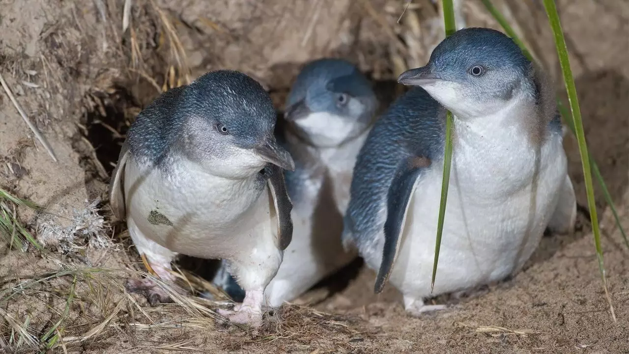 Conservation Project Goes Awry kiam tasmaniaj diabloj komencas mortigi pingvenojn