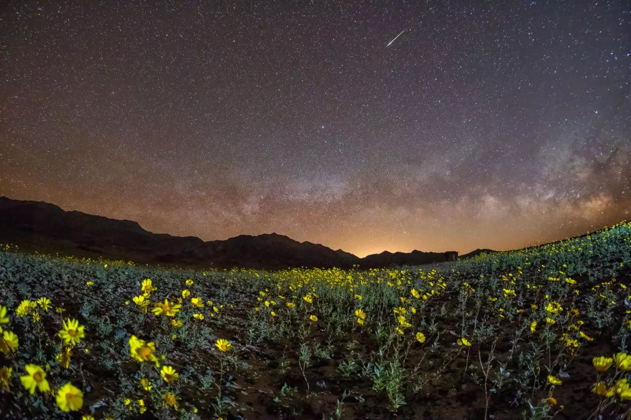 Údolie smrti Super Bloom je neuveriteľné