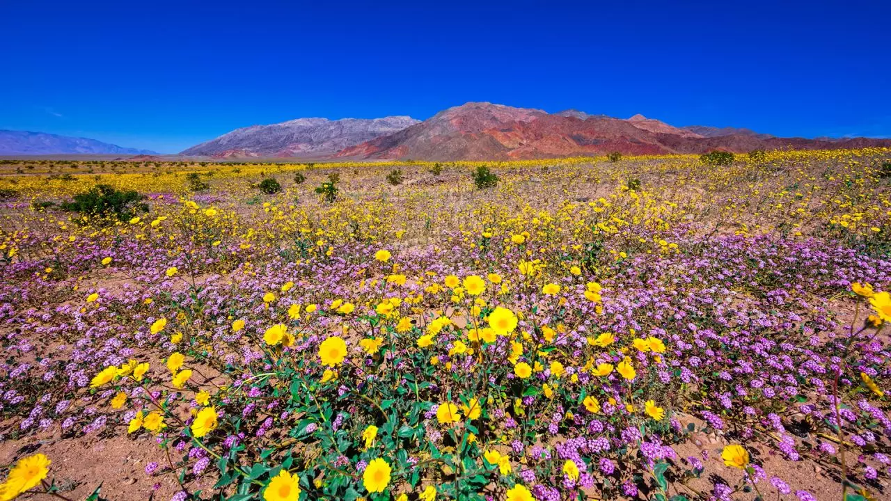 Kwarin Mutuwa Super Bloom Abin Mamaki ne