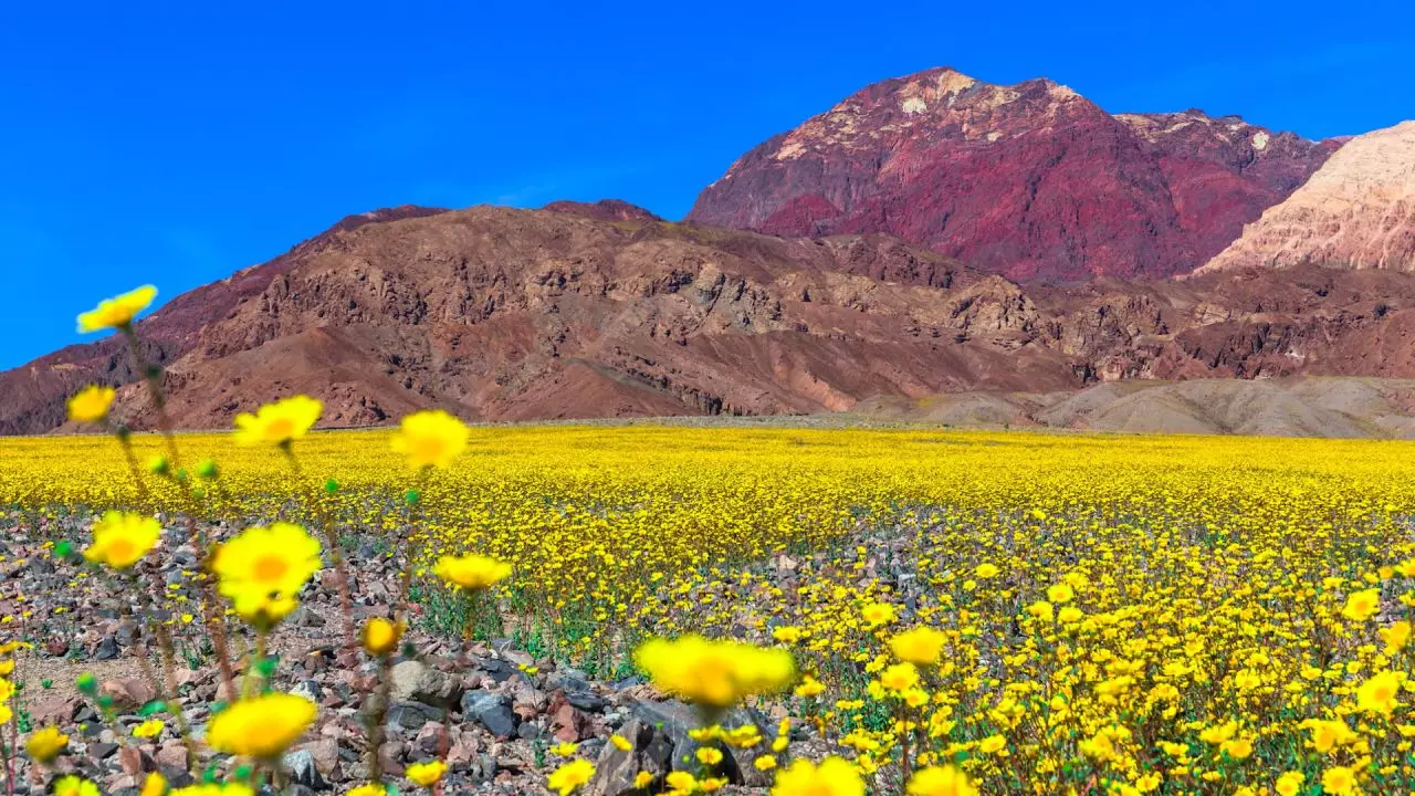 Údolie smrti Super Bloom je neuveriteľné