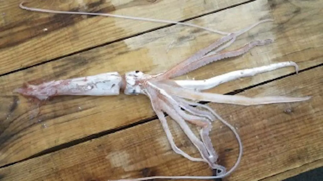 Ito Ang Kauna-unahang Baby Giant Squid na Natuklasan