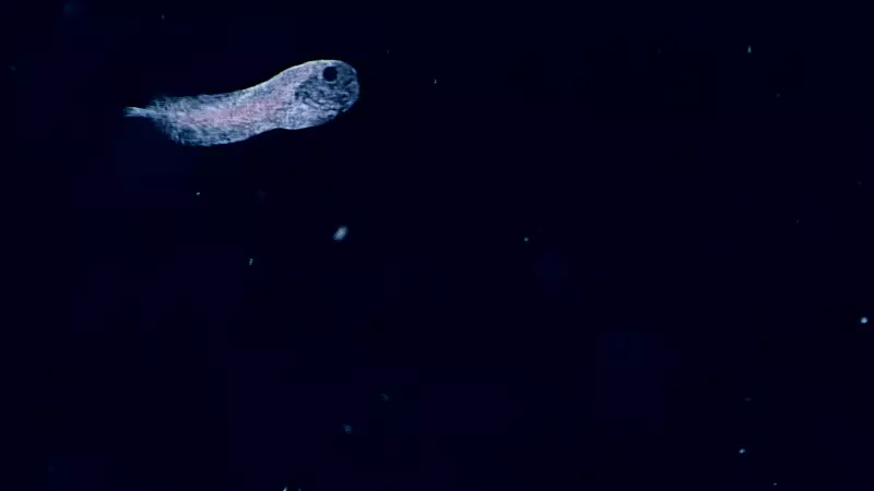 Robotyske Deep Sea Explorer ûntdekt Treasure Trove Of Freaky Marine Life