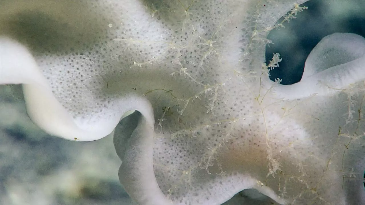 Robotiskais dziļjūras pētnieks atklāj dīvainas jūras dzīves dārgumu krātuvi