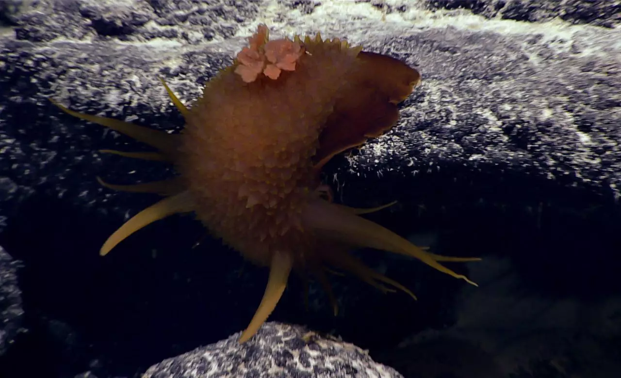 Robotiskais dziļjūras pētnieks atklāj dīvainas jūras dzīves dārgumu krātuvi