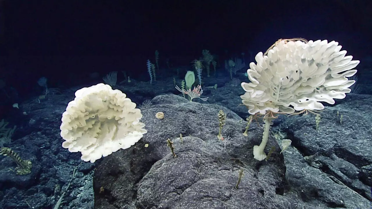 หุ่นยนต์สำรวจทะเลลึกเปิดเผยขุมสมบัติของสิ่งมีชีวิตใต้ท้องทะเลประหลาด