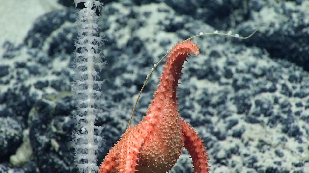 Robotic Deep Sea Explorer Jikxef Treasure Trove Ta Freaky Marine Life