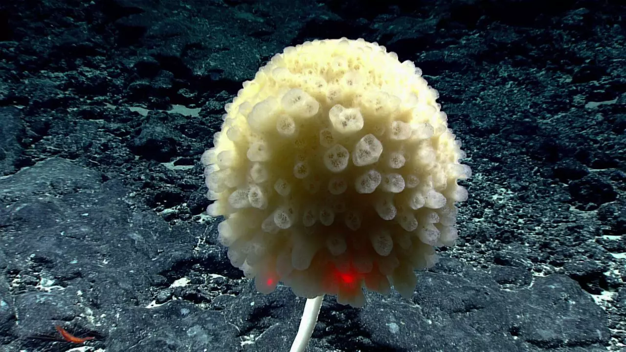 Robotic Deep Sea Explorer Jikxef Treasure Trove Ta Freaky Marine Life