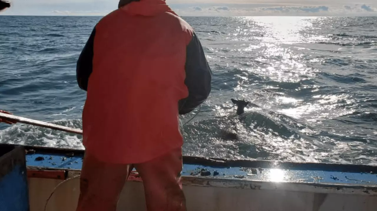 Apdullināti zvejnieki izglābj briedi, kas peld 8 kilometrus no Meinas krasta