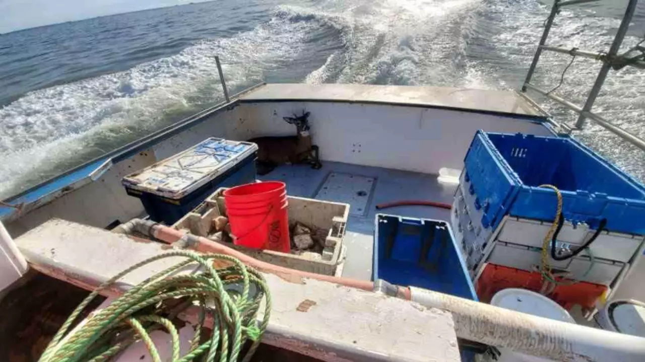 Bedövade fiskare räddar ett rådjur som simmar 8 kilometer utanför Maines kust