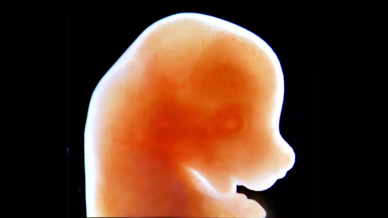 Mišji embriji uspješno rastu u čašama, korak do umjetne maternice