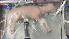 Австралійські дослідники вдруге використали штучну матку для інкубації ягняти
