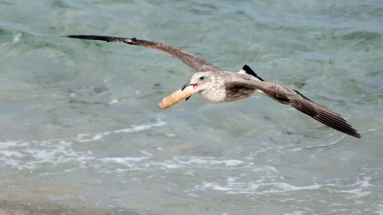 Inilah Beberapa Burung Camar Bermain Dengan Dildo