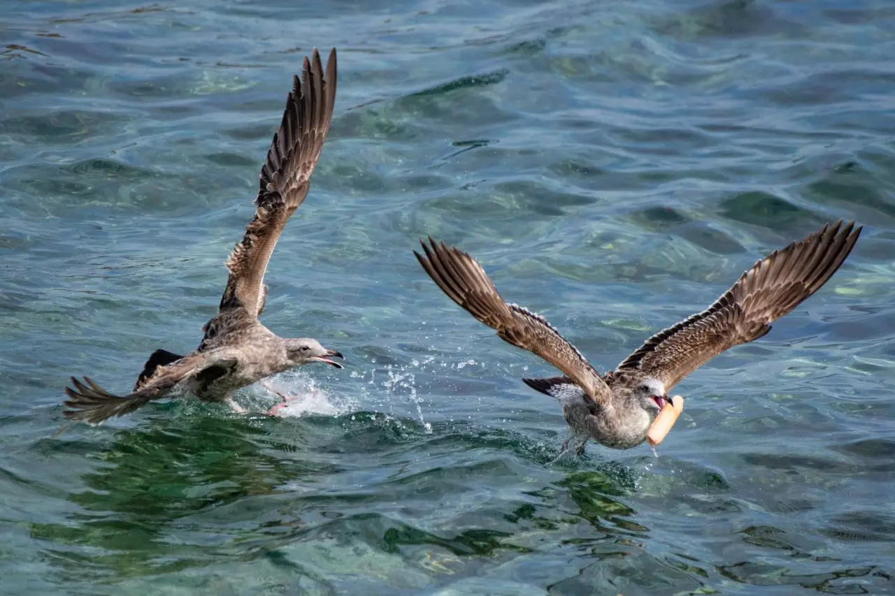 Narito ang Ilang Seagull na Naglalaro ng Dildo