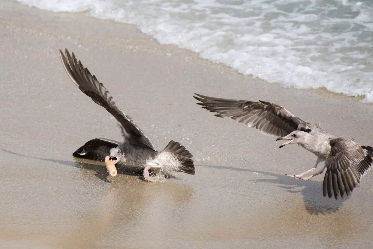 Narito ang Ilang Seagull na Naglalaro ng Dildo