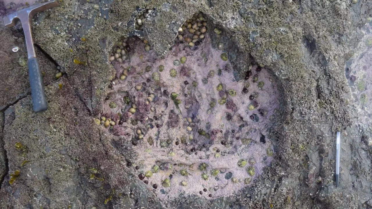 I-Trove eyothusayo yeJurassic-Era Dino Footprints Ityhilwe eScotland