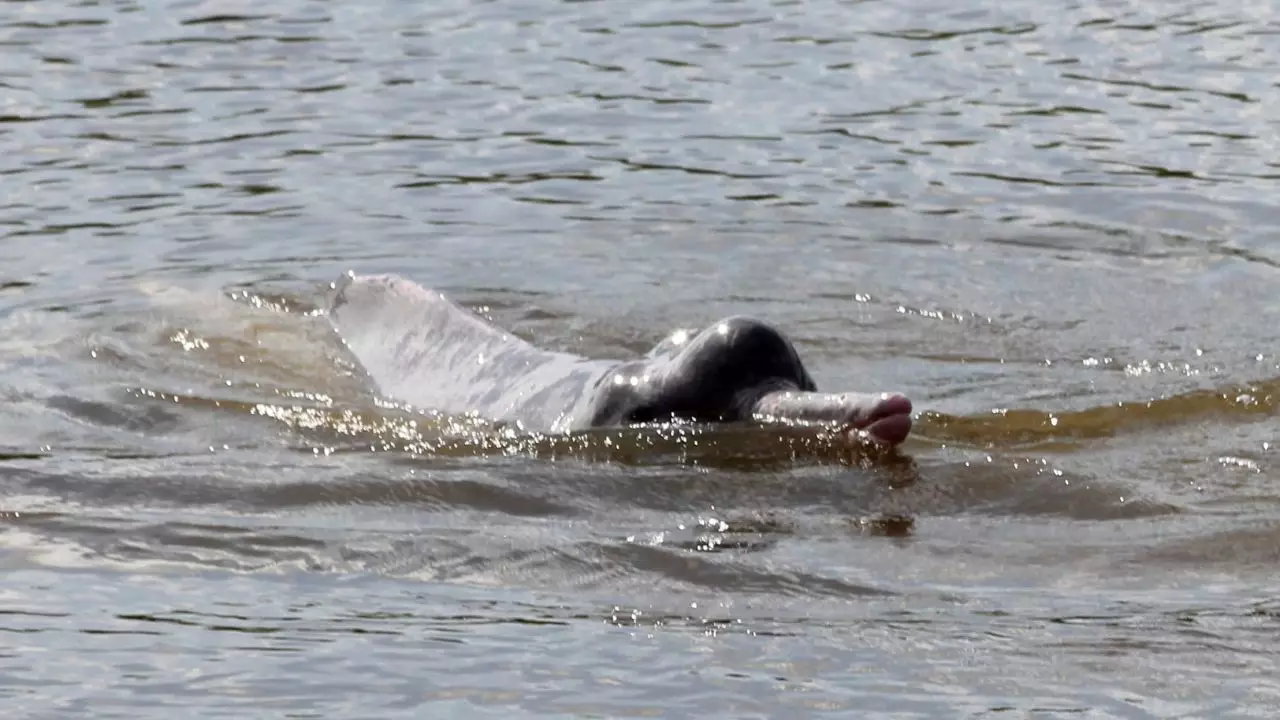 Zeldzame opnames van ongrijpbare rivierdolfijnen laten zien dat ze verrassend spraakzaam zijn