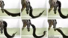 Leaping Electric Eels සියවස් ගණනක් පැරණි අභිරහසක් විසඳයි