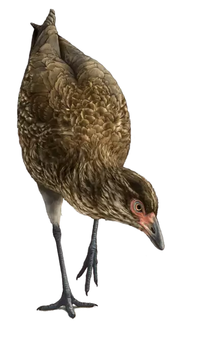 Fossil avslører 'Wonderchicken', den tidligste kjente moderne fuglen 72138_1