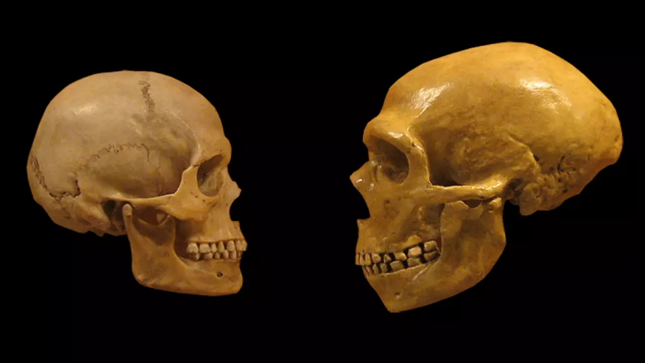 Ar neandertaliečiai išnyko dėl savo smegenų dydžio?