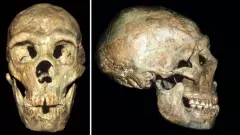 Neanderthals ee Naafada ah waxay ku badbaadeen Taageerada Bulshada