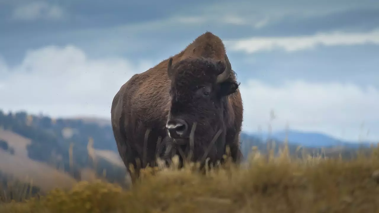 Ukuntu Bison, Moose na Caribou Binjiye Gukora Igikorwa Cyogusukura Mammoth yazimye
