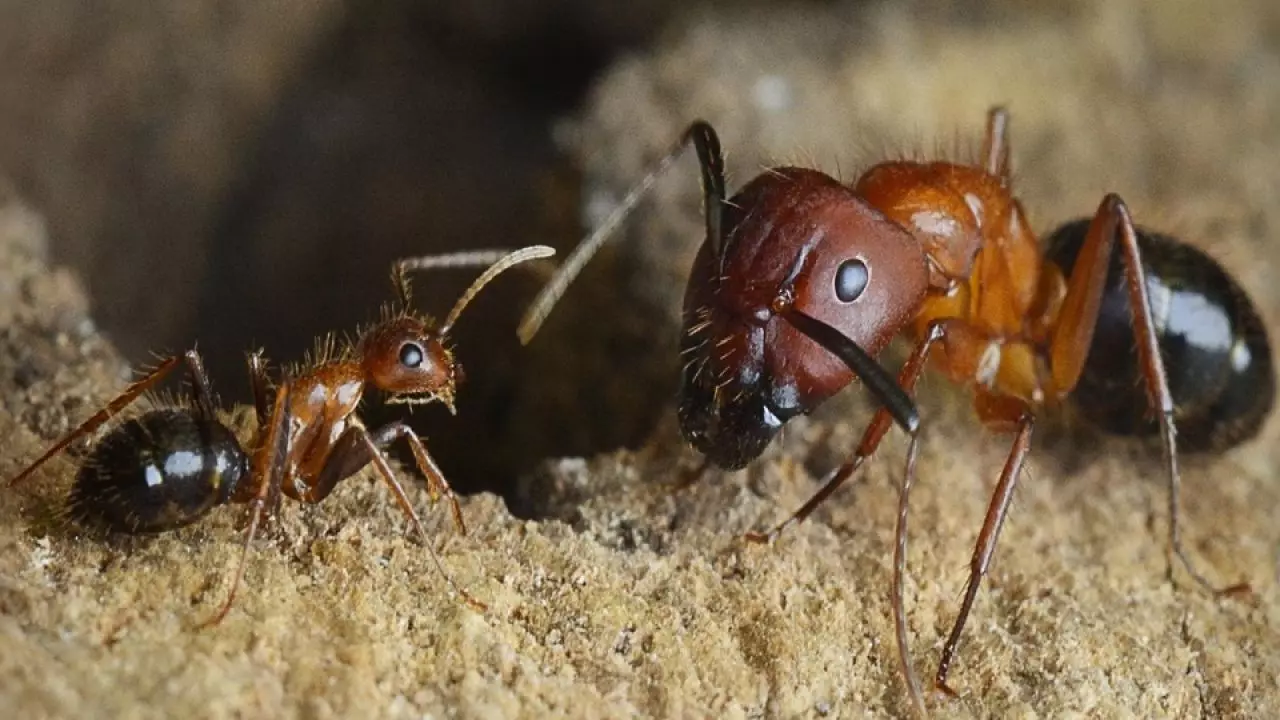 Sa umaabot nga adlaw Mahimong Reprograma sa mga Siyentista ang mga Carpenter Ants Aron Buhaton ang Atong Bidding