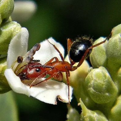 Sa umaabot nga adlaw Mahimong Reprograma sa mga Siyentista ang mga Carpenter Ants Aron Buhaton ang Atong Bidding