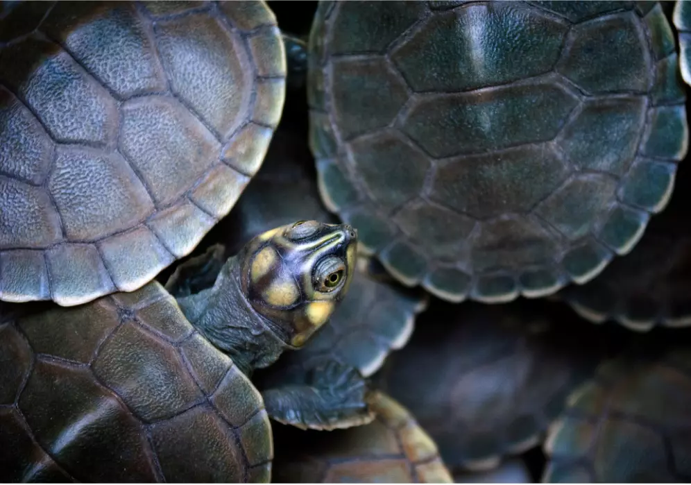 Lăsați aceste imagini ecologice premiate să vă liniștească sufletul torturat