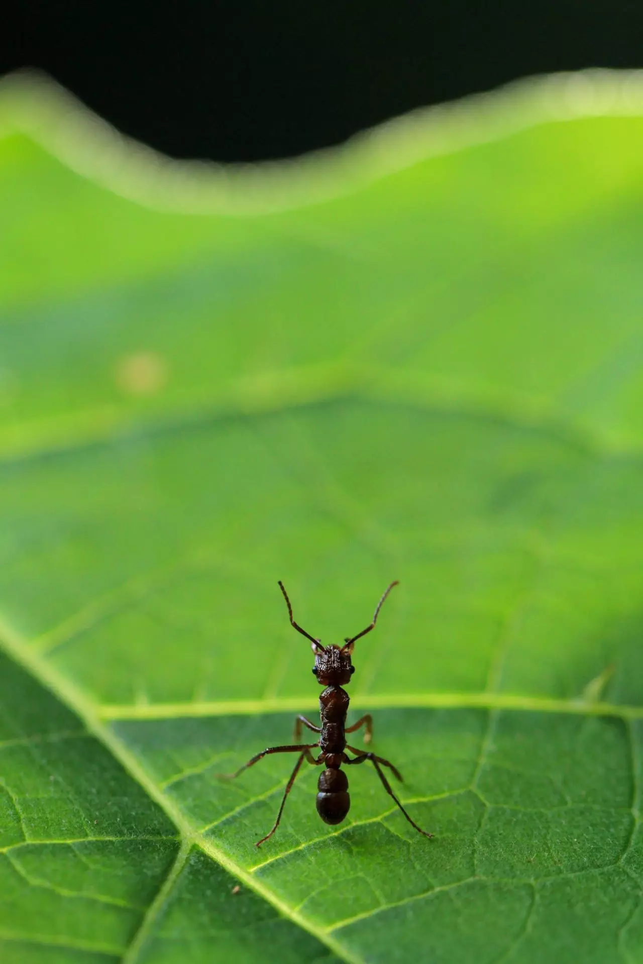 Lăsați aceste imagini ecologice premiate să vă liniștească sufletul torturat