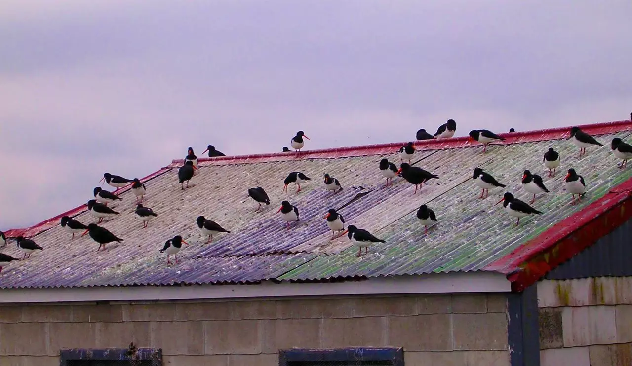 Lăsați aceste imagini ecologice premiate să vă liniștească sufletul torturat