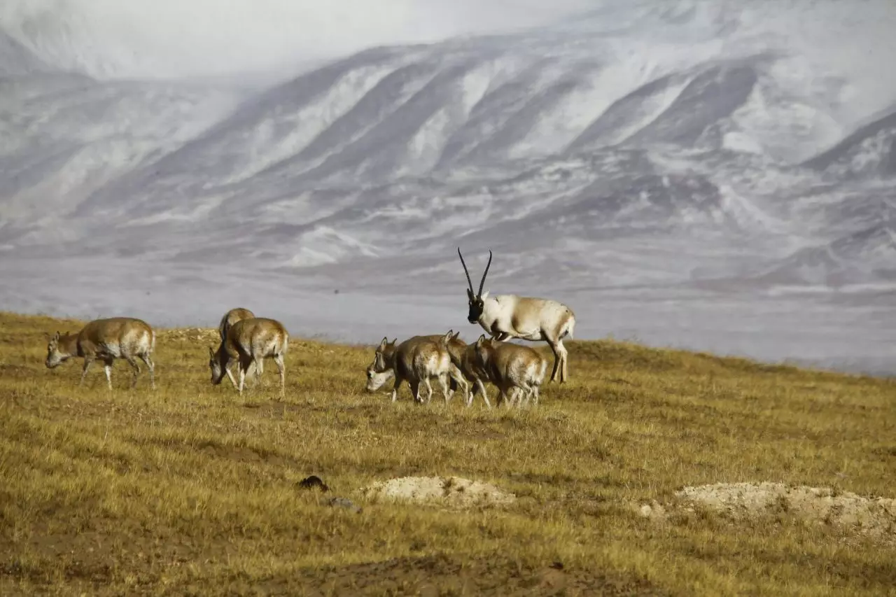 Lăsați aceste imagini ecologice premiate să vă liniștească sufletul torturat