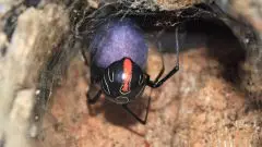 Nowo odkryta wdowa pająk składa jasne, fioletowe jajka