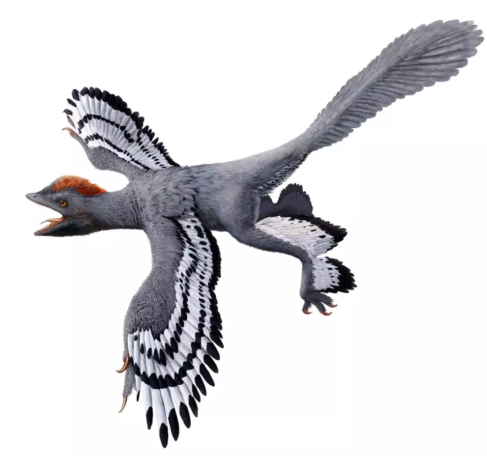 Оваа ласерска реконструкција на диносаурус со четири крила е неверојатна