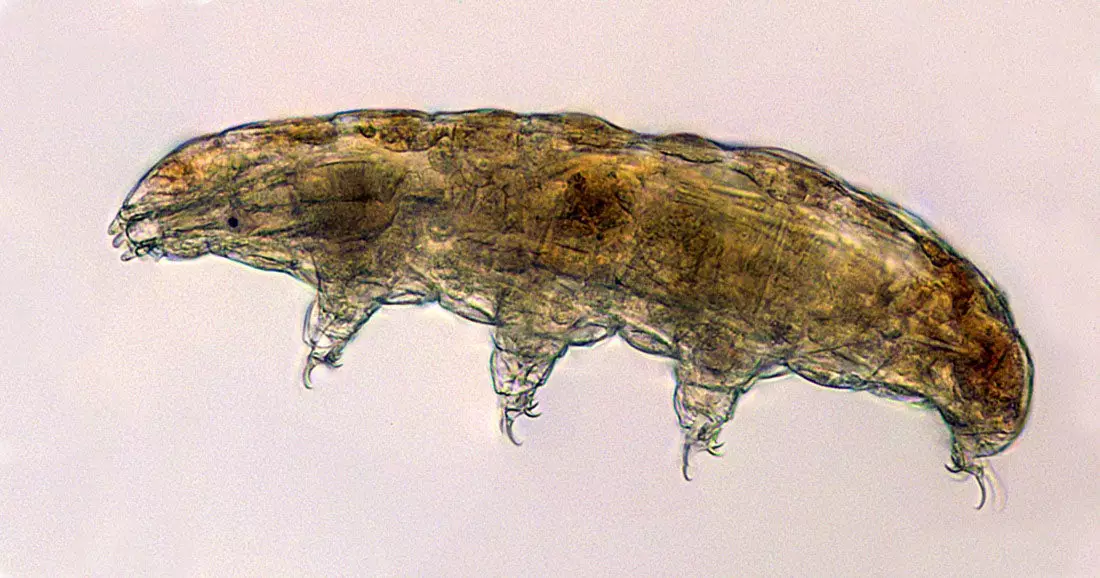 Mikroskopiese beeld van 'n tardigrade. (Beeld: Boothby Lab/NASA)