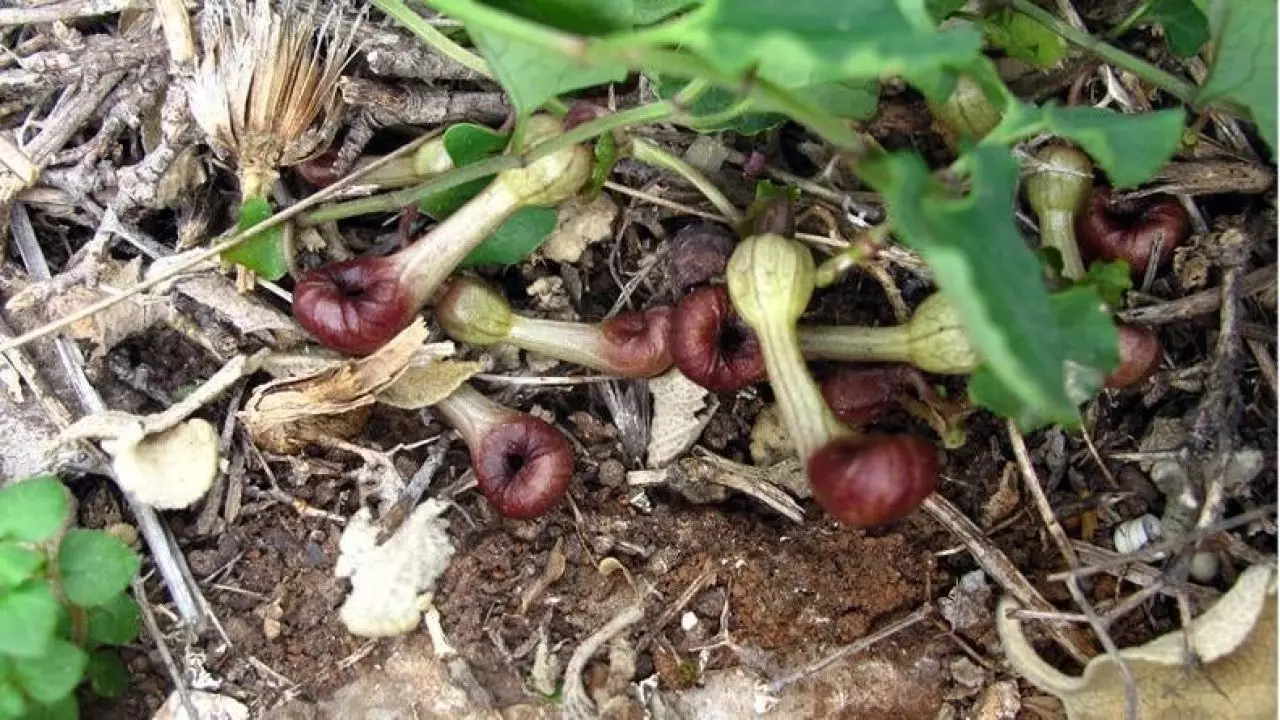 La Plej Malbona Floro de la Monda Aspektas Kiel Pugo, Odoras Kiel Mortintaj Insektoj