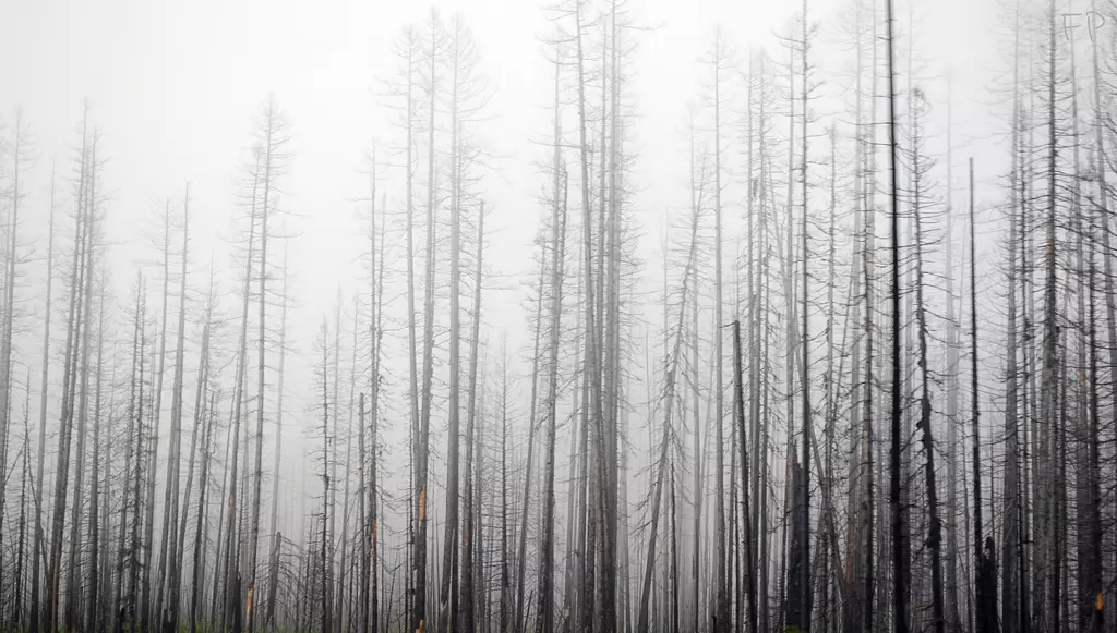 Los incendios forestales masivos podrían estar enfriando la Tierra