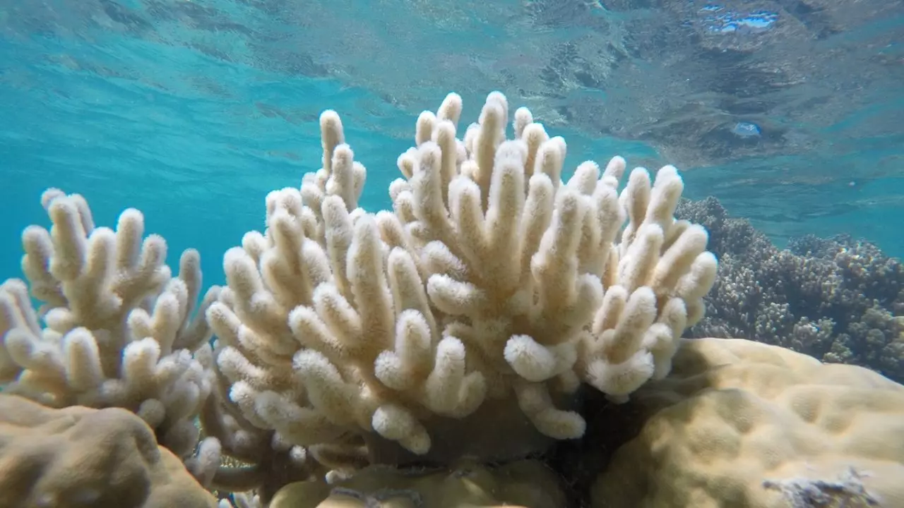 ឧបករណ៍បំពងសម្លេងក្រោមទឹកប្រើដើម្បីបញ្ឆោតត្រីឱ្យត្រឡប់ទៅថ្មប៉ប្រះទឹក Great Barrier Reef