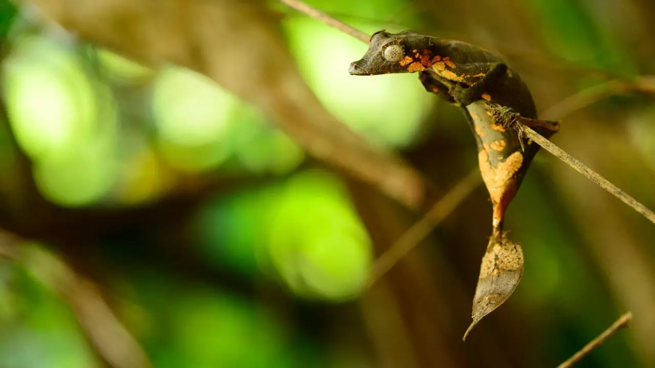 Нещодавно відкритий вид геконів надзвичайно гарний на листя