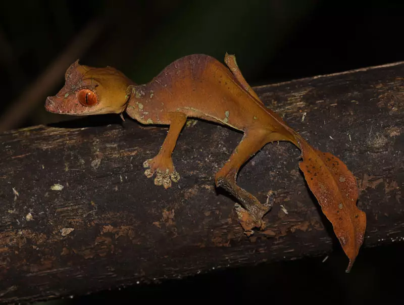Une espèce de gecko récemment découverte est extrêmement douée pour être une feuille