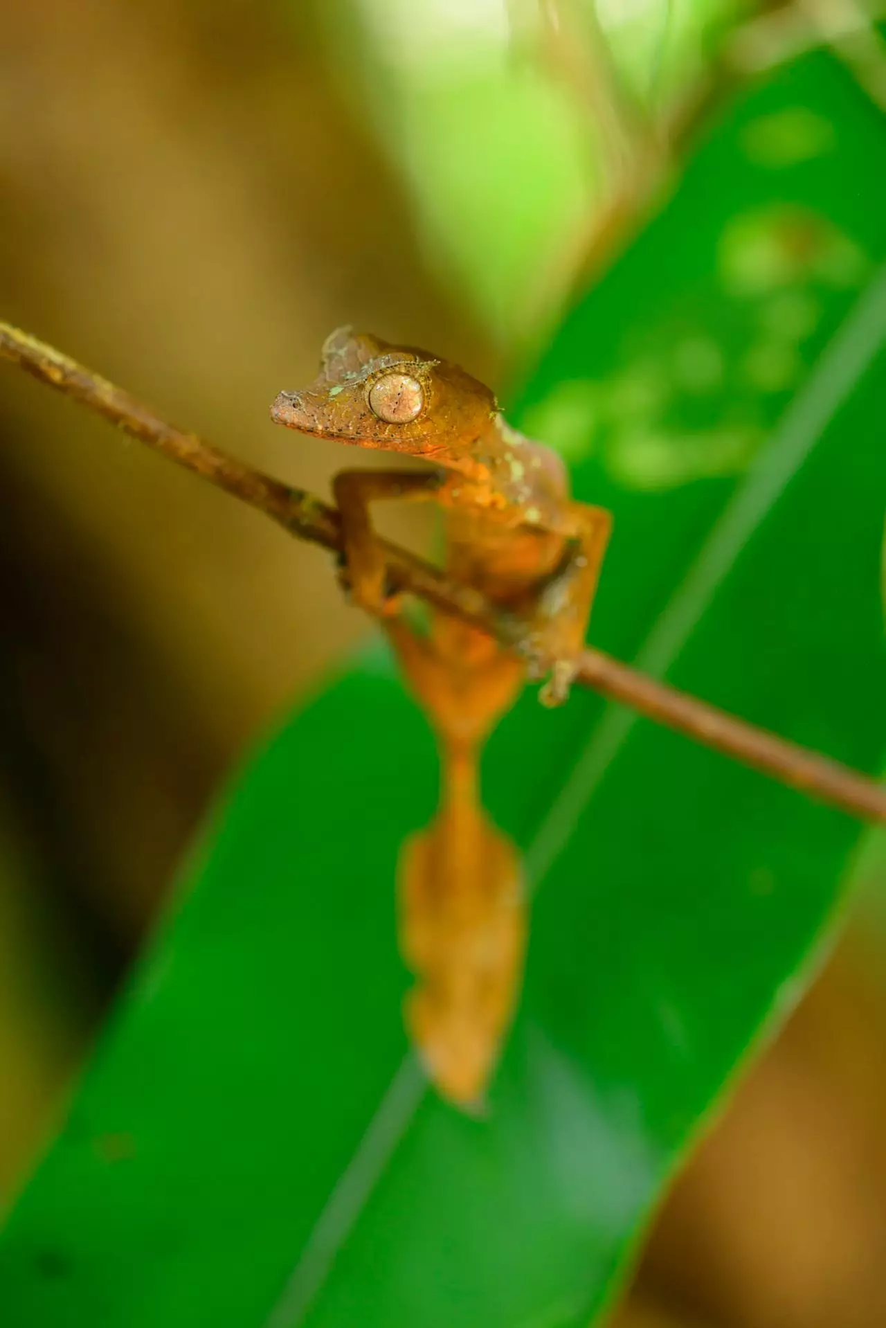 Newly Discovered Gecko hom yog qhov zoo heev ntawm Kev Ua Ib Nplooj
