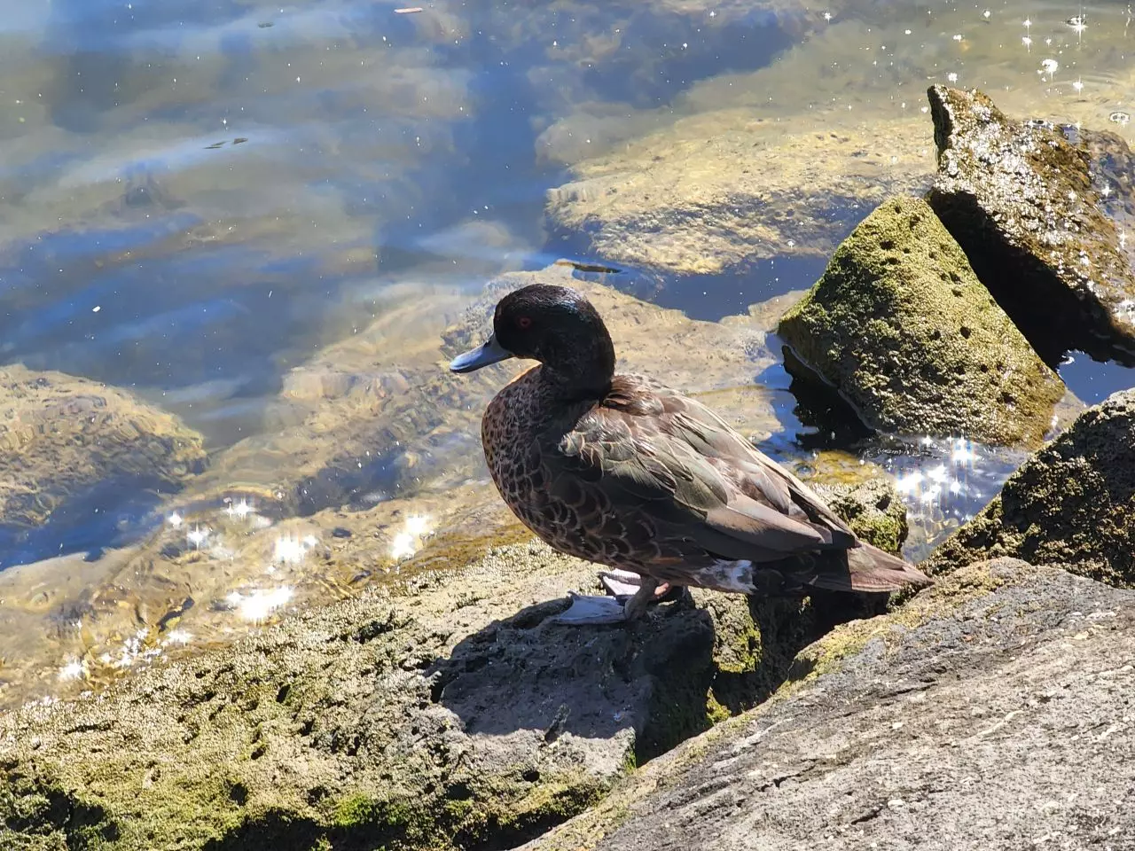 Un pato está sobre unha rocha preto dunha auga brillante