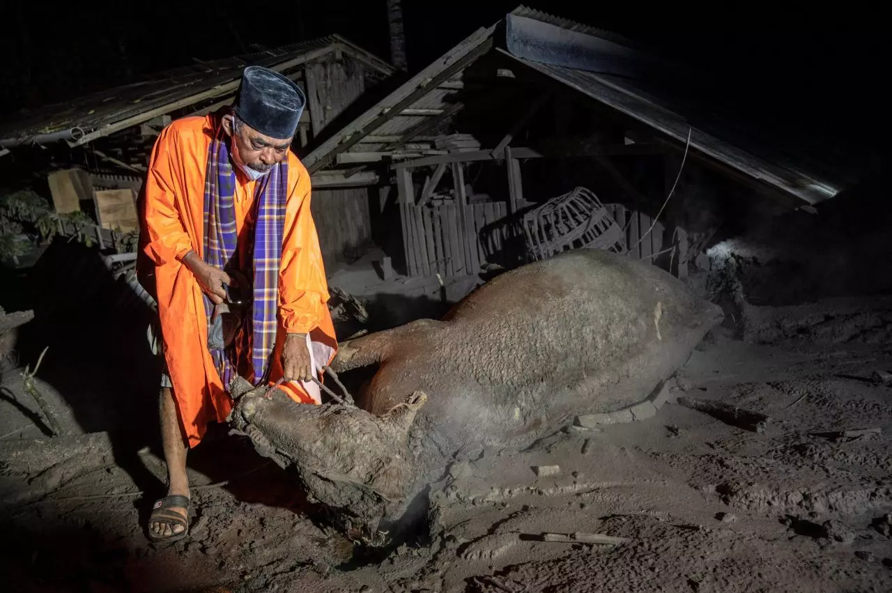 Seorang warga memeriksa ternak yang mati di dekat pemukiman warga yang tertimbun abu vulkanik di Desa Sumber Wuluh, Lumajang.