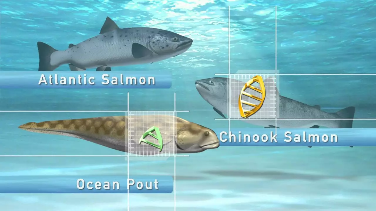 Canadenses agora são os primeiros a comer salmão geneticamente modificado