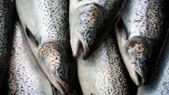 US FDA Nyetujoni Salmon Kewan GM pisanan sing Aman Dipangan, Ora Mbutuhake Label