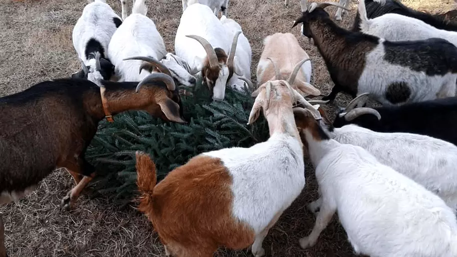 Ny fomba tsara indrindra hanesorana ireo karazana invasive? Osy tia vola