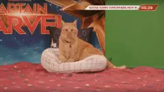 Panoorin ang Captain Marvel's Goose Actor Do Cat Things Sa YouTube